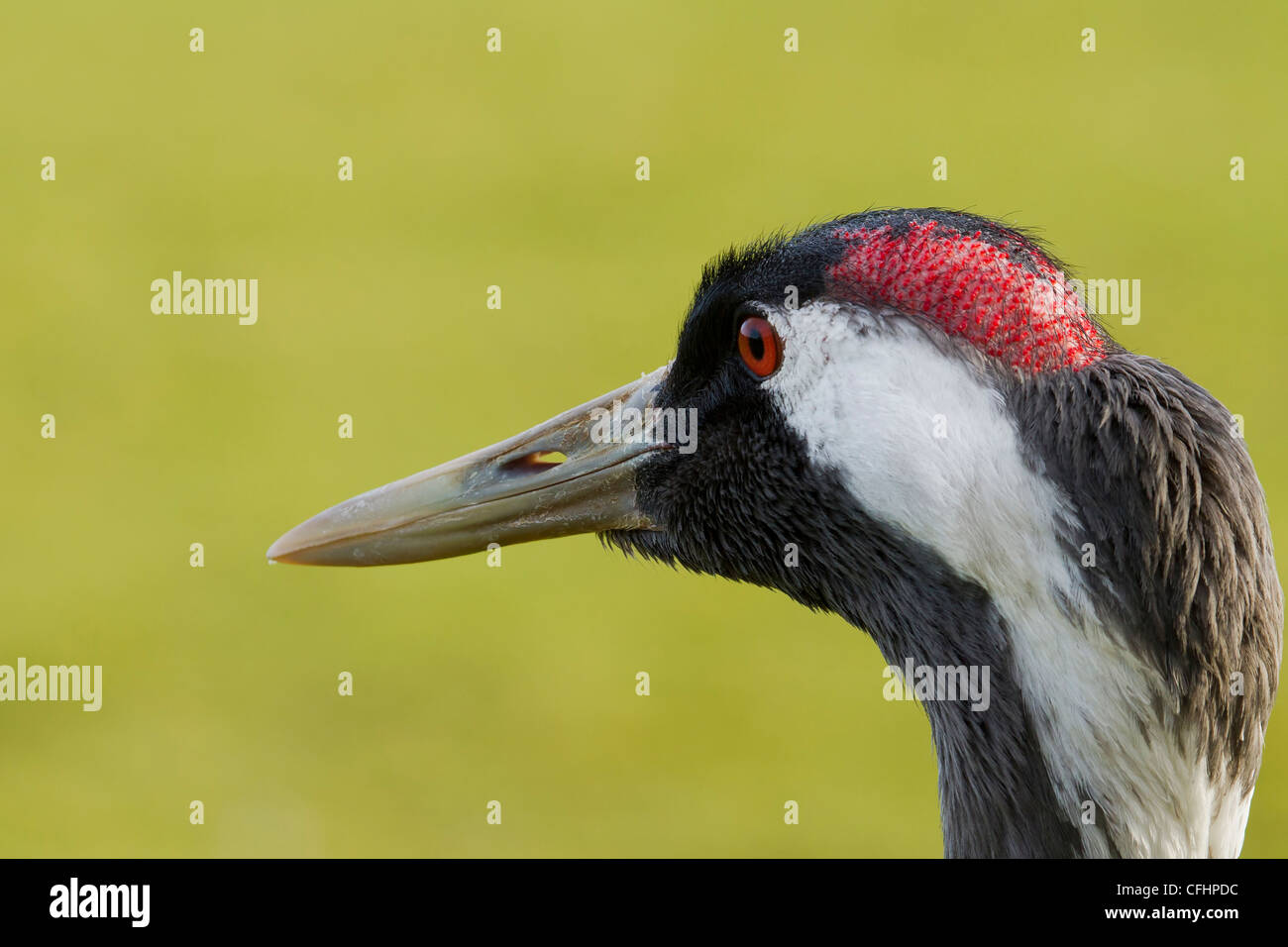 Macro crowned crane hi-res stock photography and images - Alamy