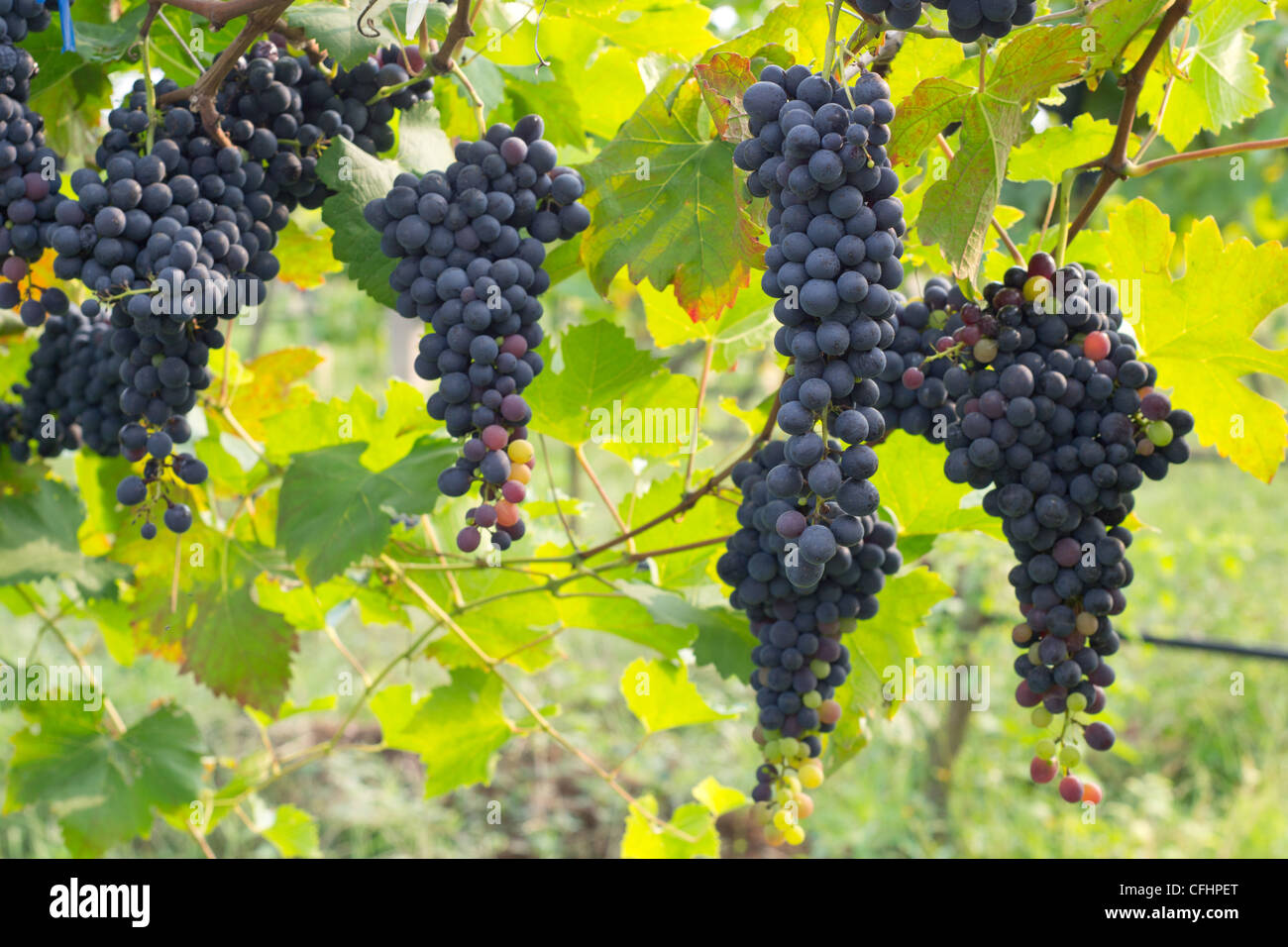 Vine growing hi-res stock photography and images - Alamy