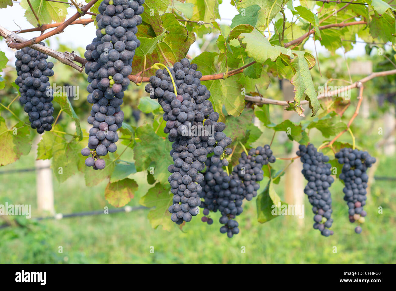 Purple grapes growing on vine Stock Photo - Alamy