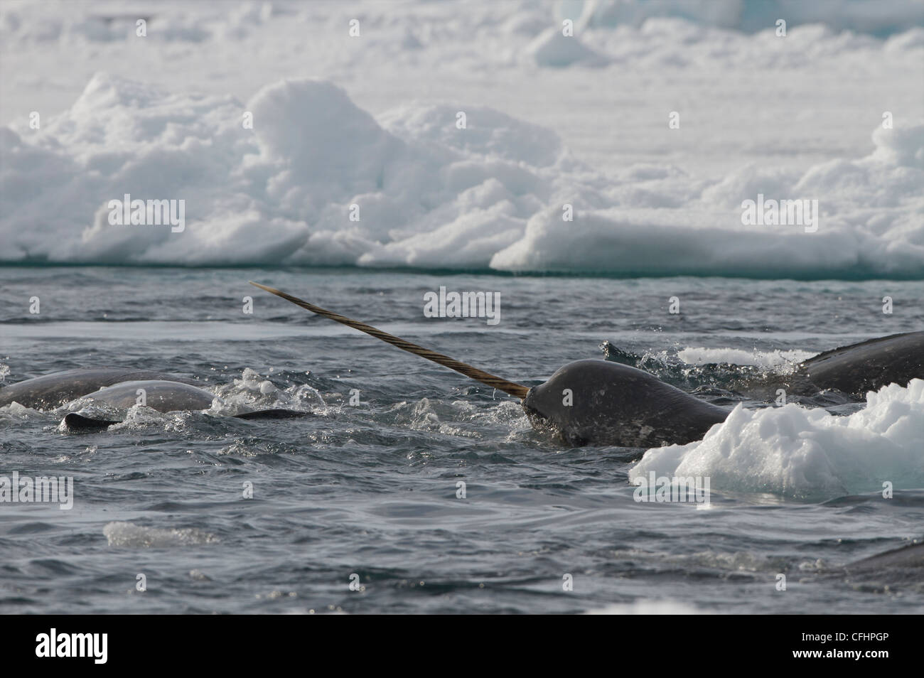 Narwhal (Monodon monoceros) off the floe edge ice of the Canadian ...