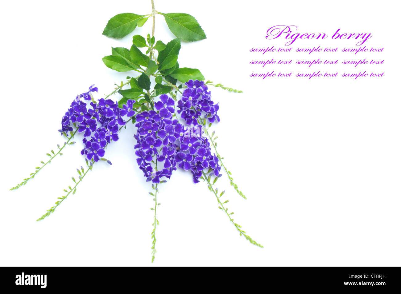 Golden pigeon Cut Out Stock Images & Pictures - Alamy