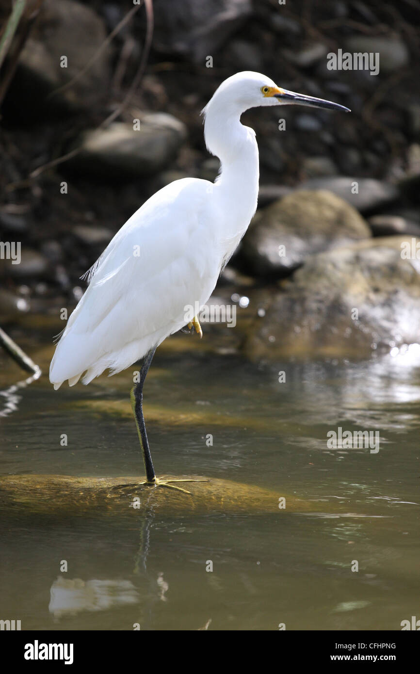 Costa rica white egret hi-res stock photography and images - Alamy
