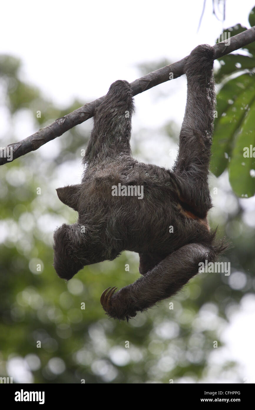Three toed sloth hanging from a tree branch along the banks of the ...