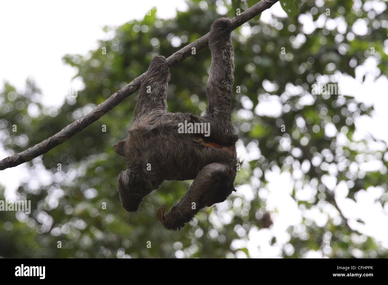 Three toed sloth hanging from a tree branch along the banks of the ...