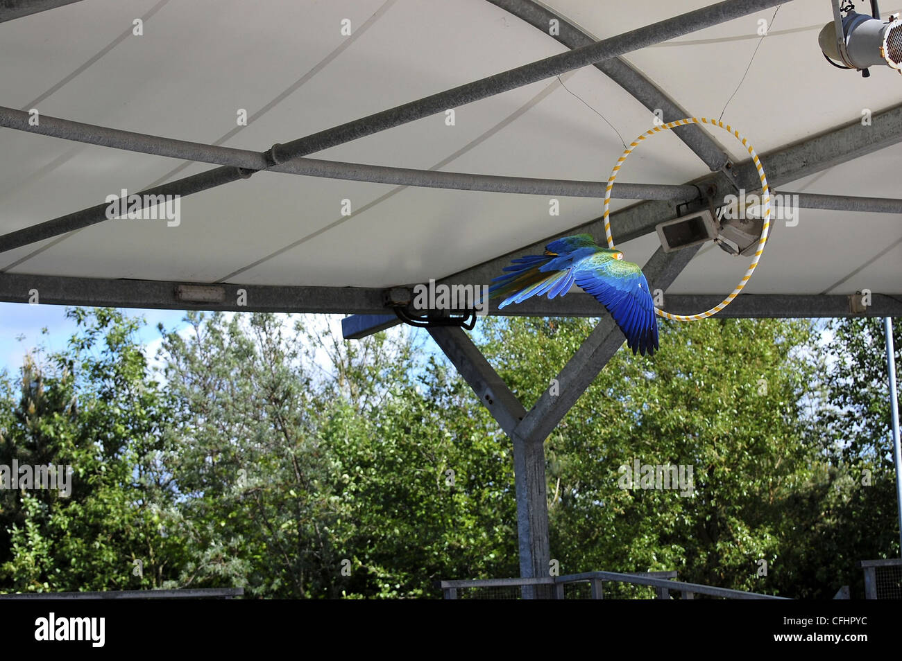 Macaw flying through hoop at Blackpool Zoo Stock Photo - Alamy
