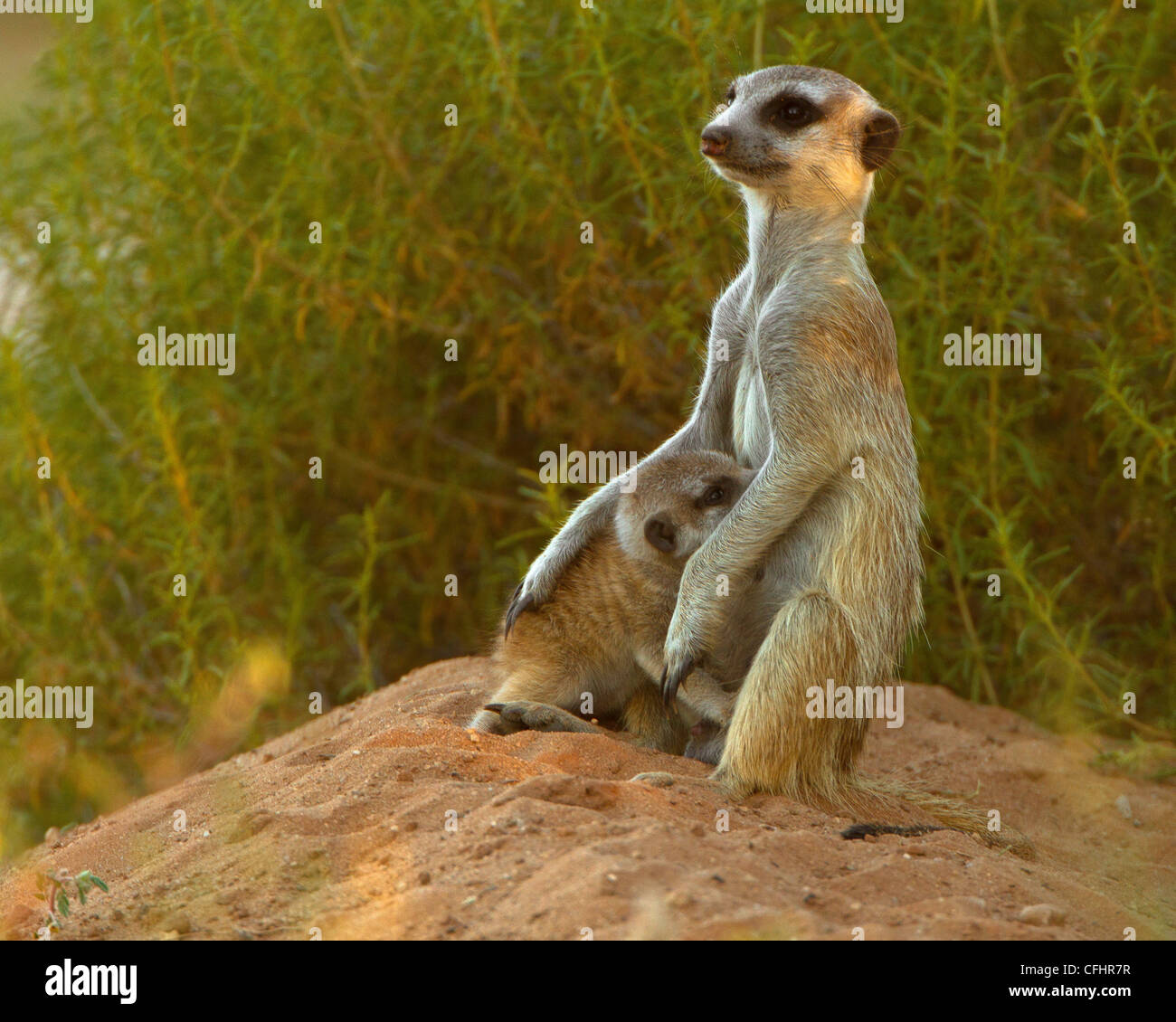 suricate suckling young Stock Photo - Alamy
