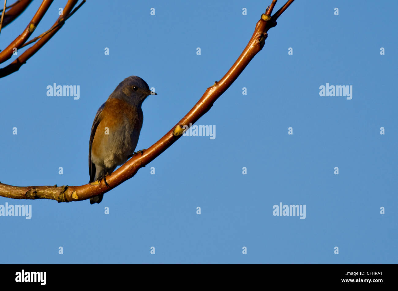 Passerine Evolution High Resolution Stock Photography and Images - Alamy