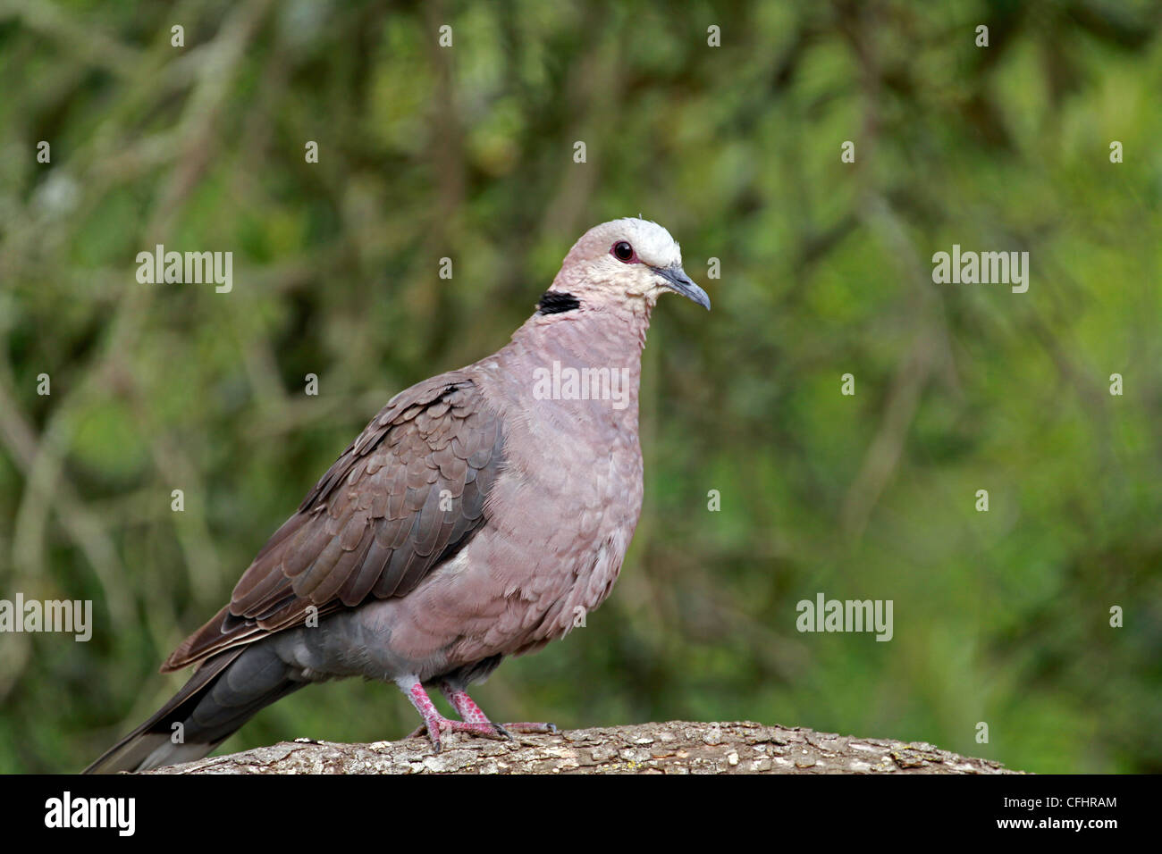 Cape Turtle Dove also known as Ring-necked Dove and Half-Collared Dove ...