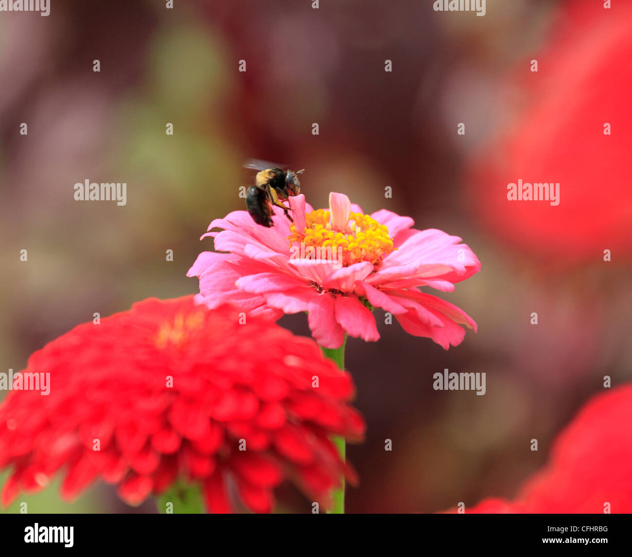 African honey bee (Apis mellifera scutellata) pollinating flowers Stock ...