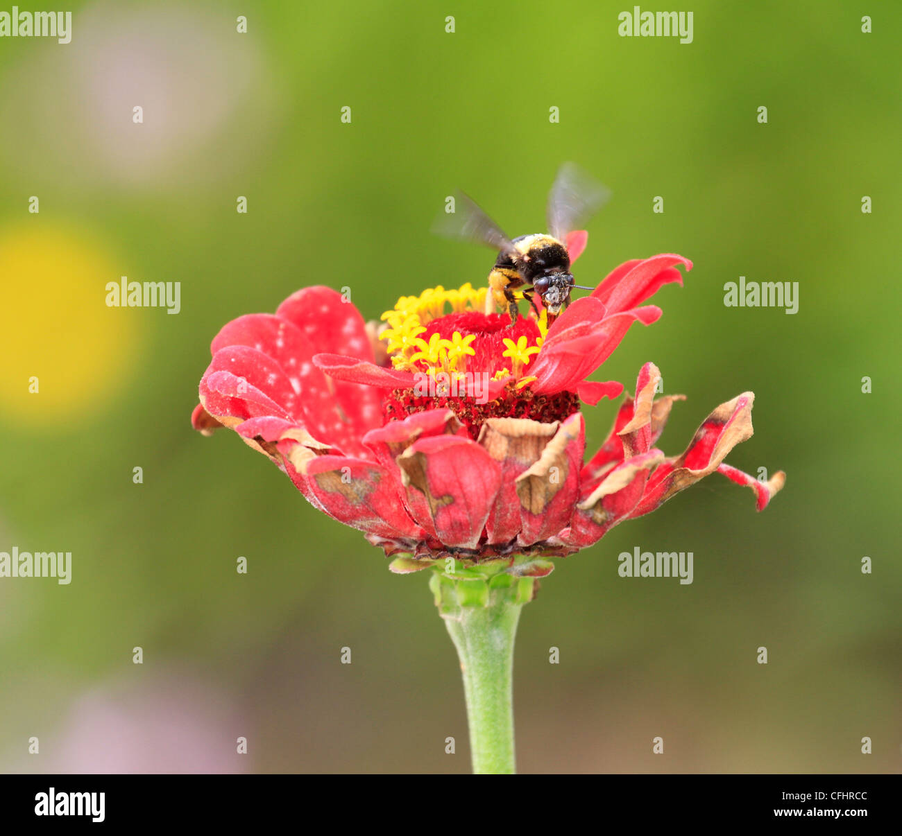 African honey bee hi-res stock photography and images - Alamy