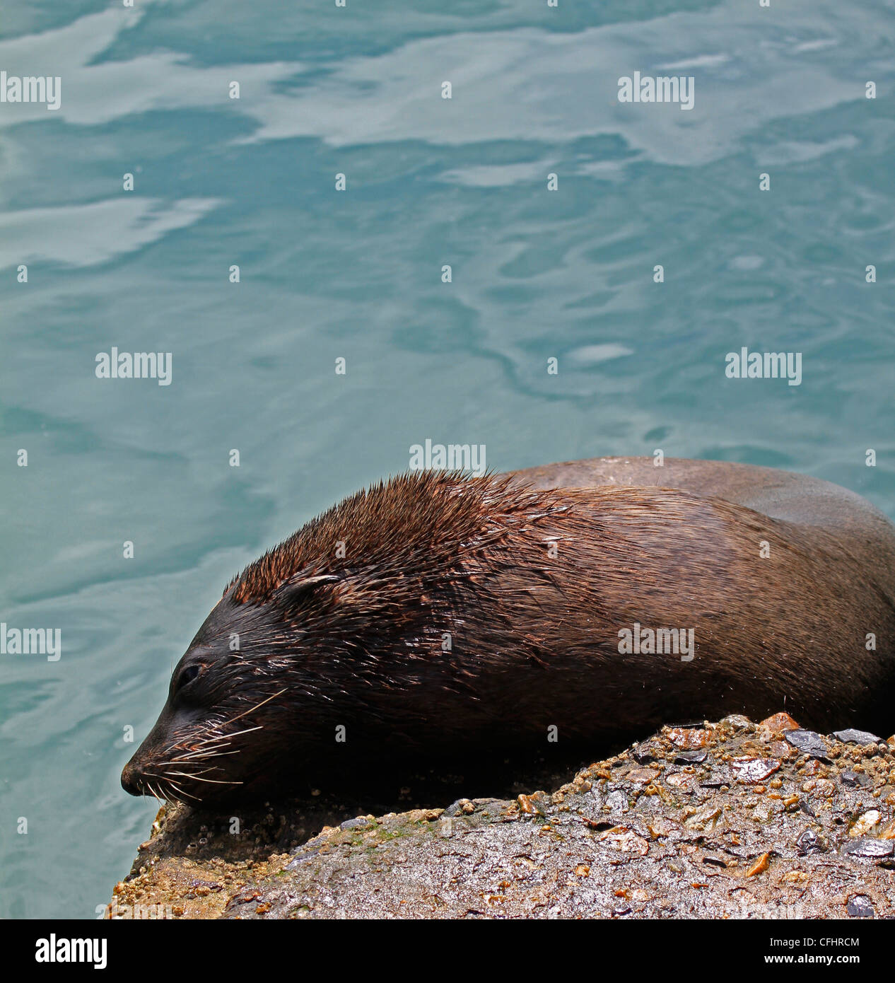 Cape fur seal, also known as brown fur seal and South African fur seal ...