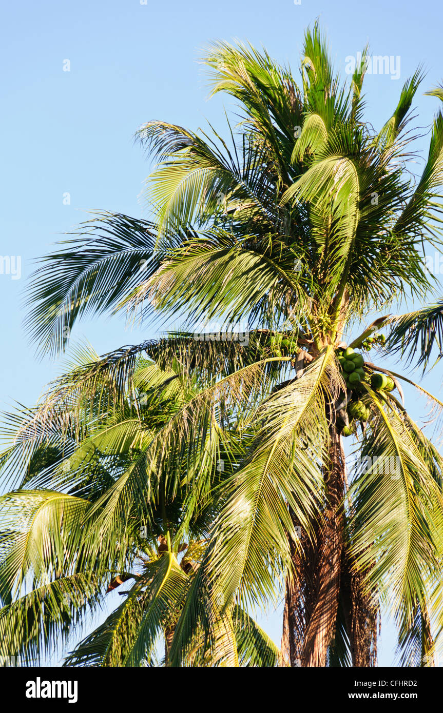 Coconut palm trees cocos nucifera hi-res stock photography and images ...