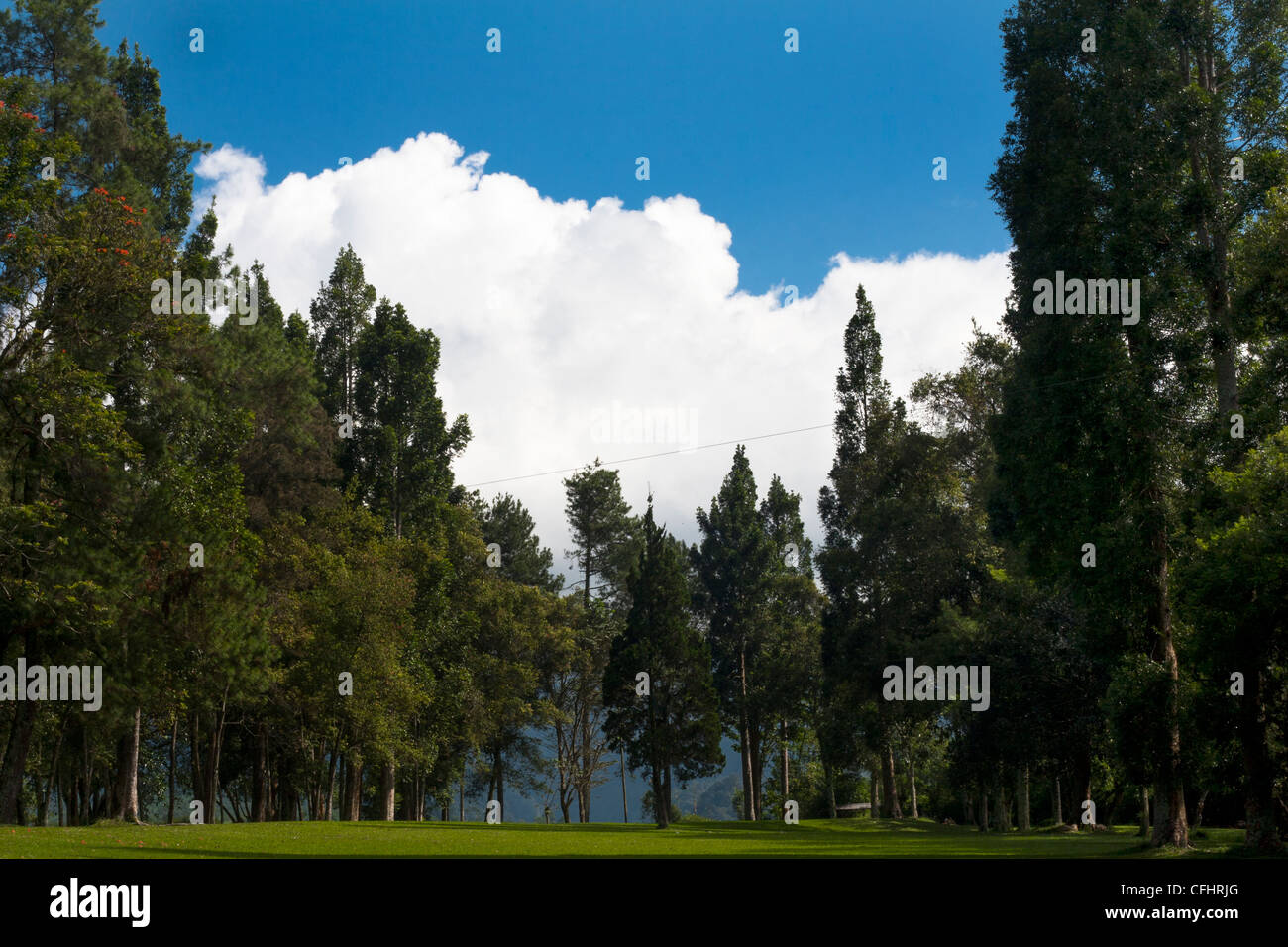 landscape of trees Stock Photo - Alamy