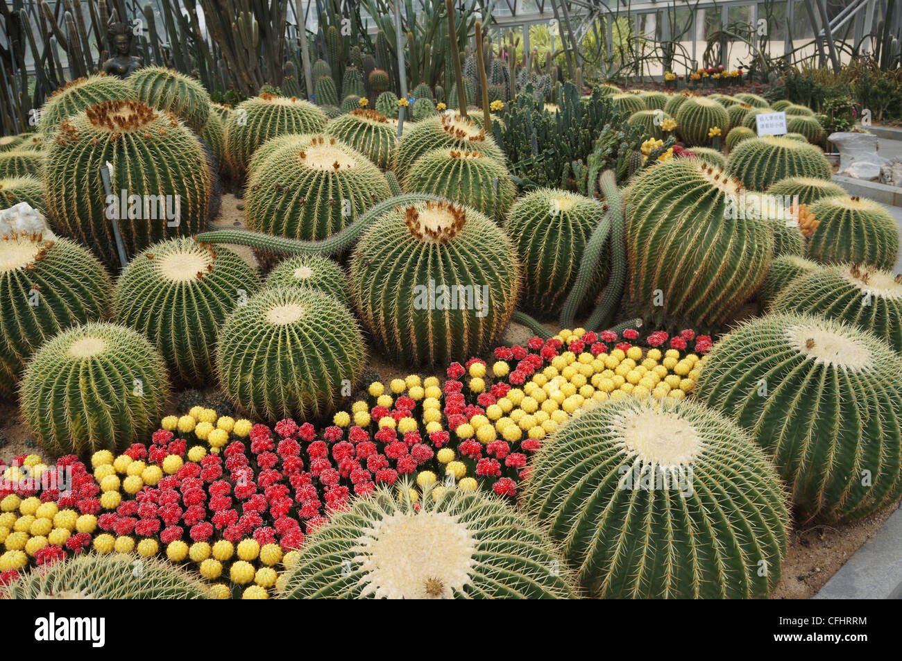 Cacti at Botanical garden in Shenzhen, China Stock Photo - Alamy