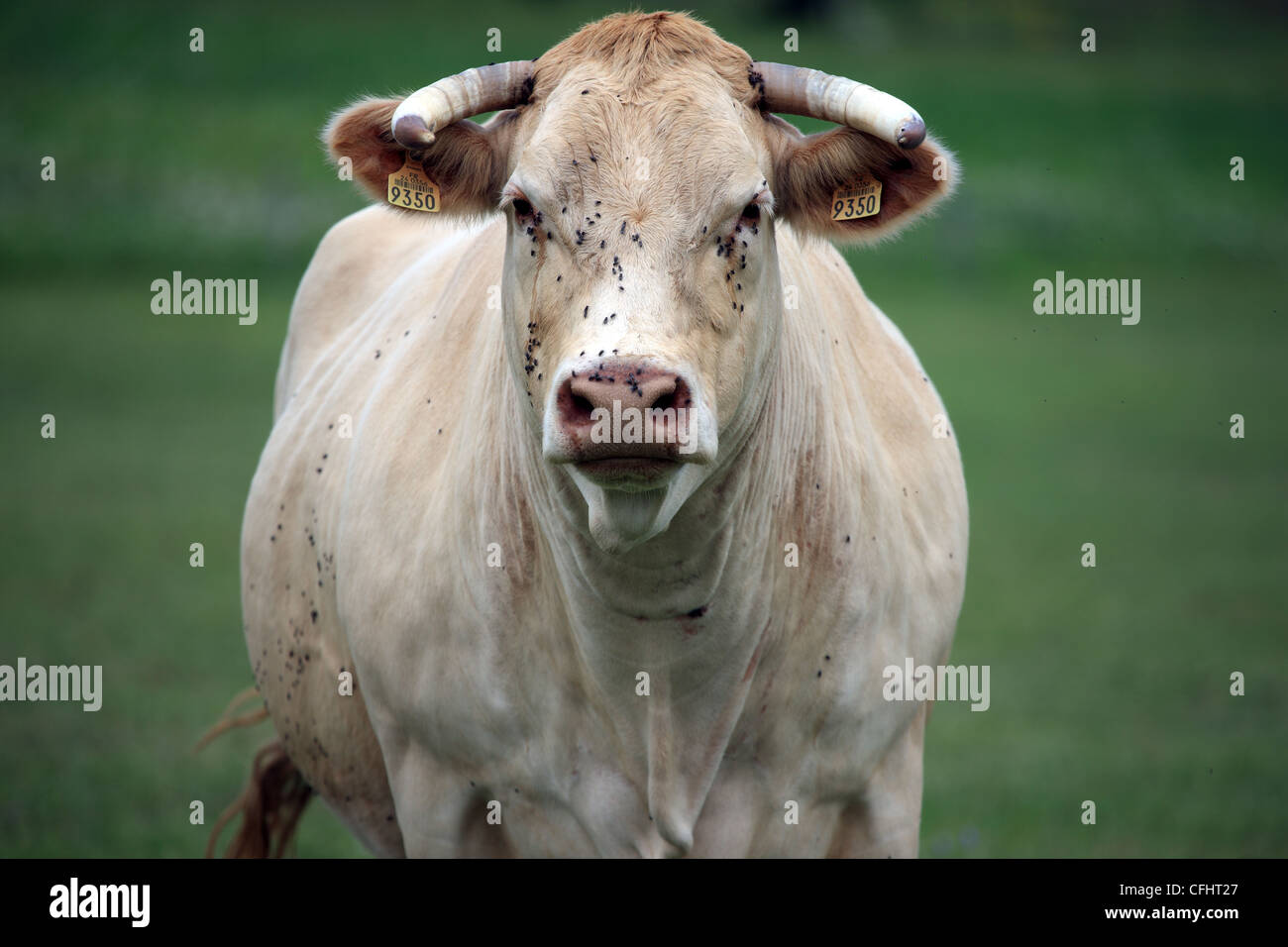 White cattle breed in the Dordogne region of France Stock Photo - Alamy