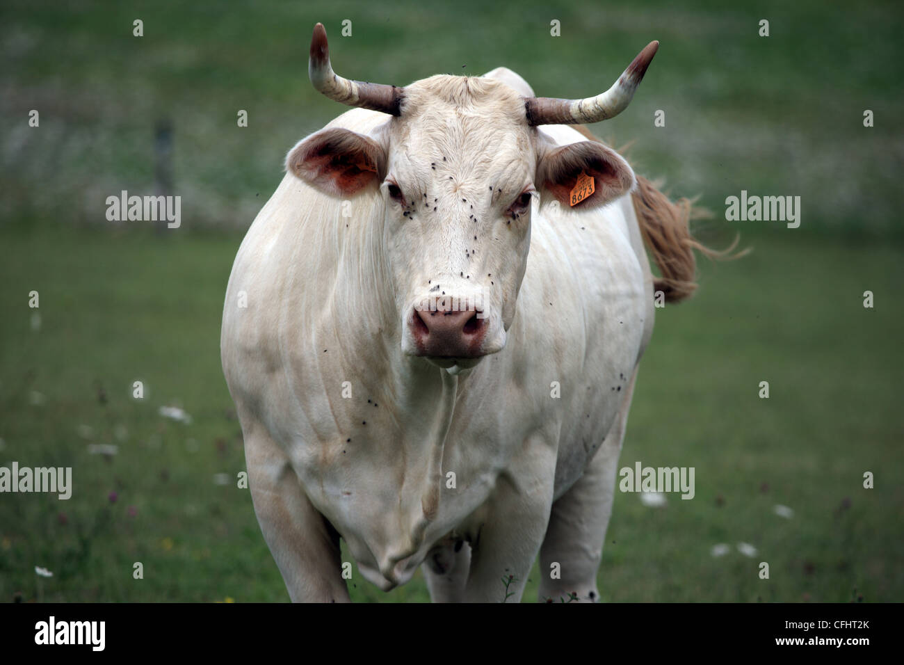 White cattle with horns hi-res stock photography and images - Alamy