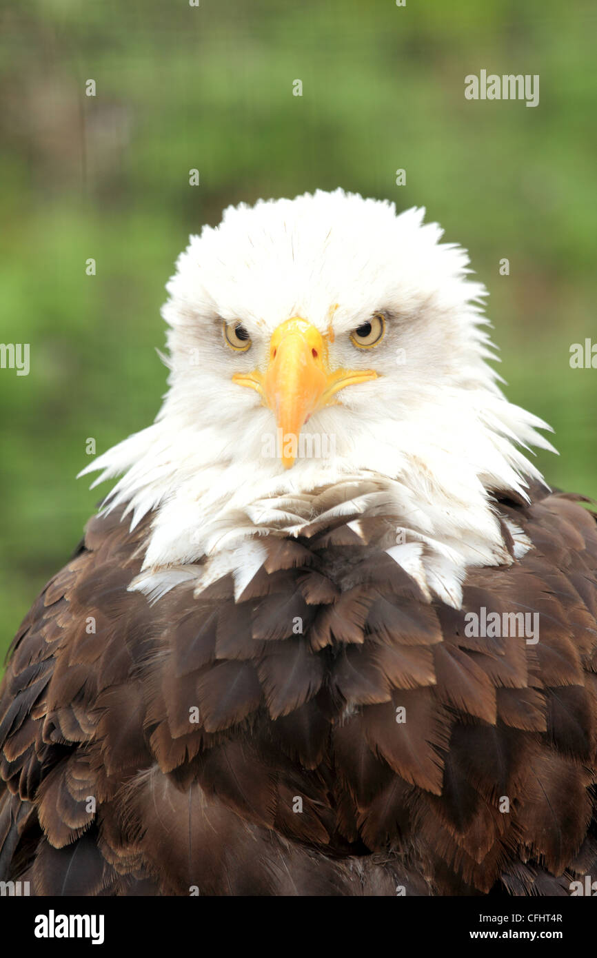 Eagle Eyes Stock Photo - Alamy