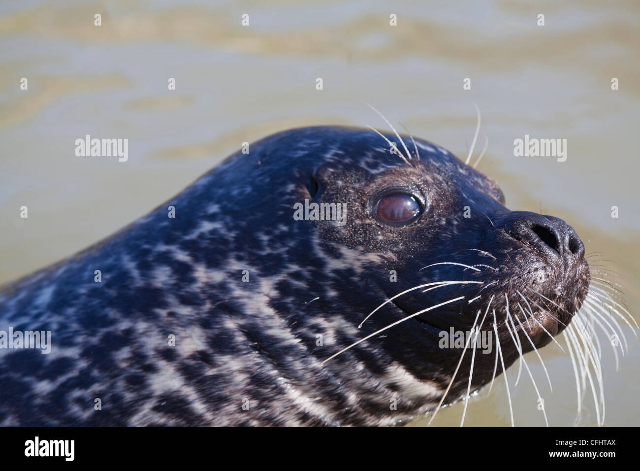 Seal in sea animal head hi-res stock photography and images - Alamy