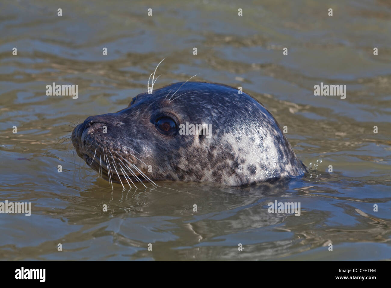 Seal head above water hi-res stock photography and images - Alamy