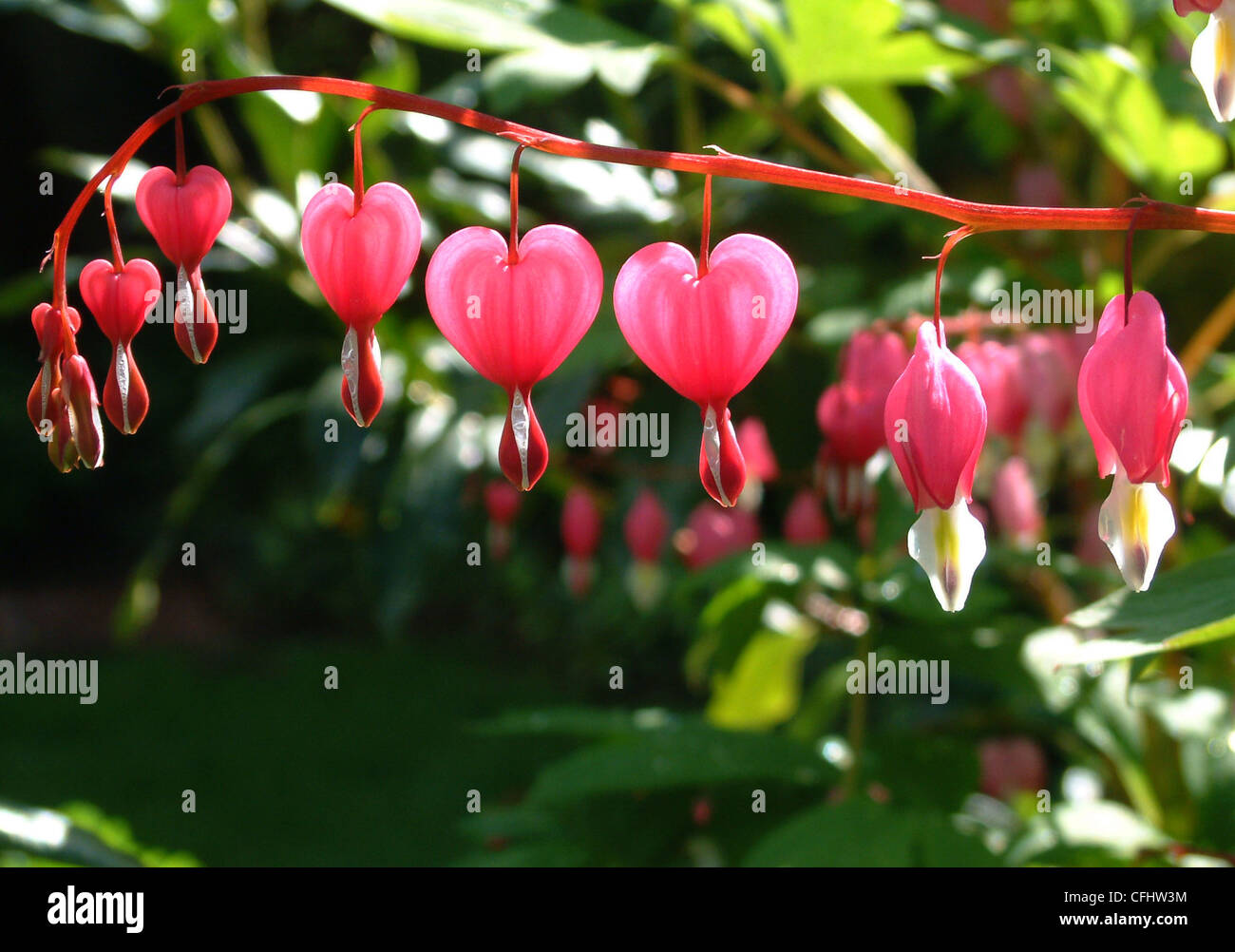 One glance at the distinctive heart shape of these blossoms and you ...