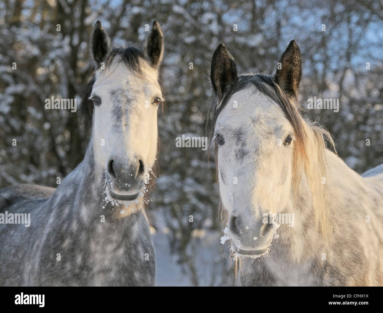 Two Connemara ponies in winter Stock Photo - Alamy