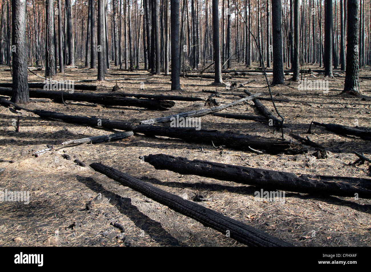 burnt, charred trees after a forest fire Stock Photo - Alamy