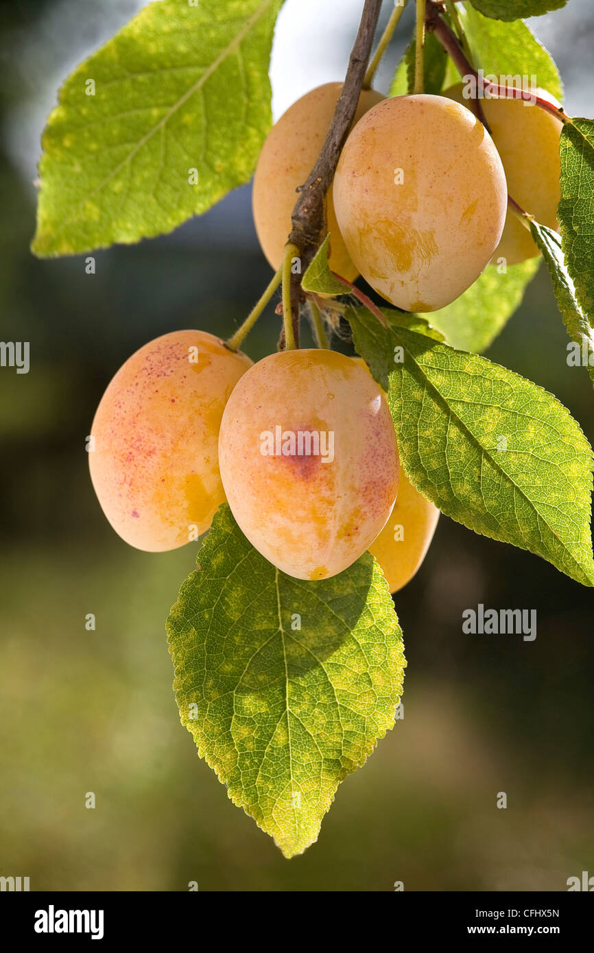 Group of yellow ripe plums on branch Stock Photo - Alamy