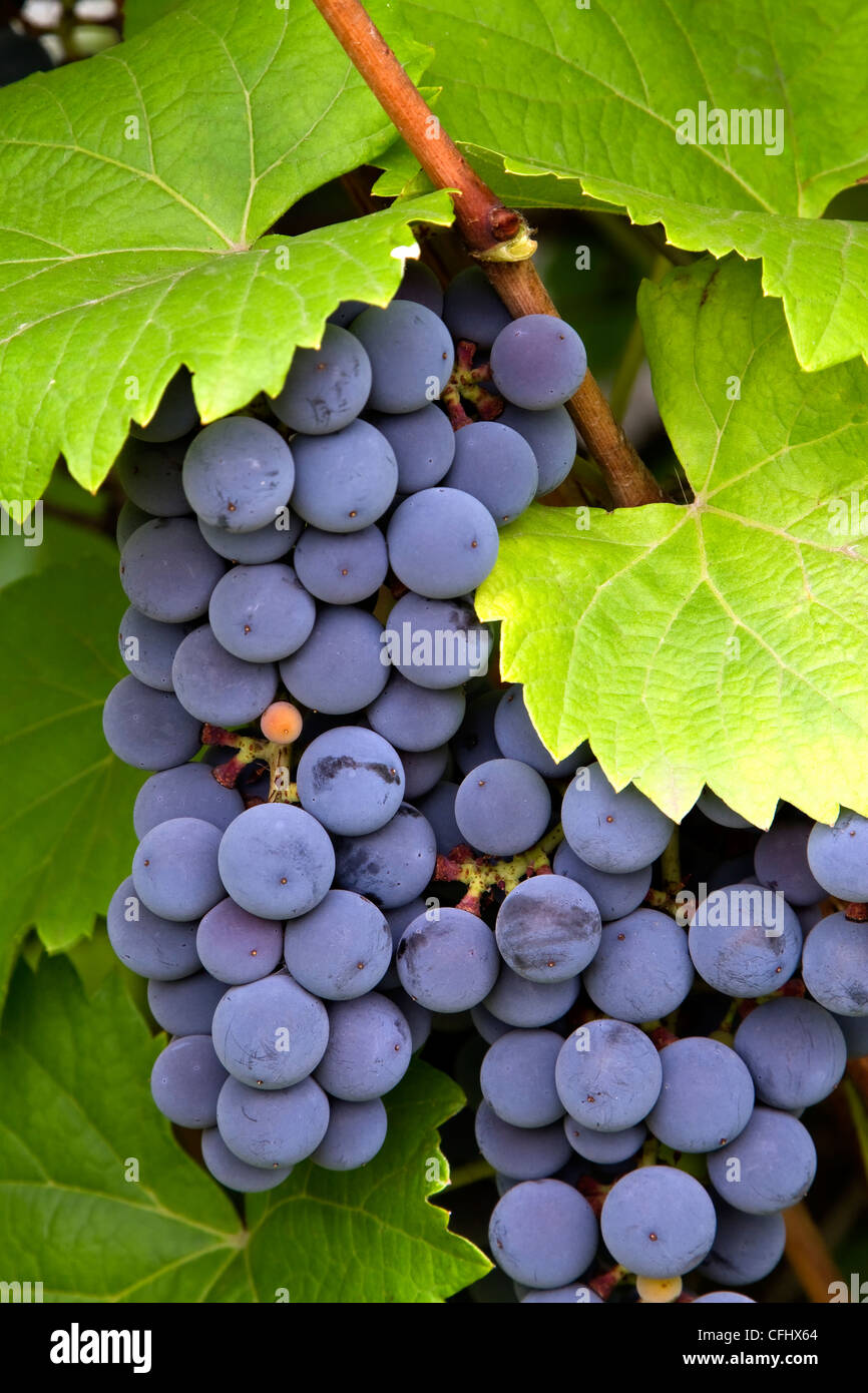 bunch of red grapes with leaves Stock Photo - Alamy