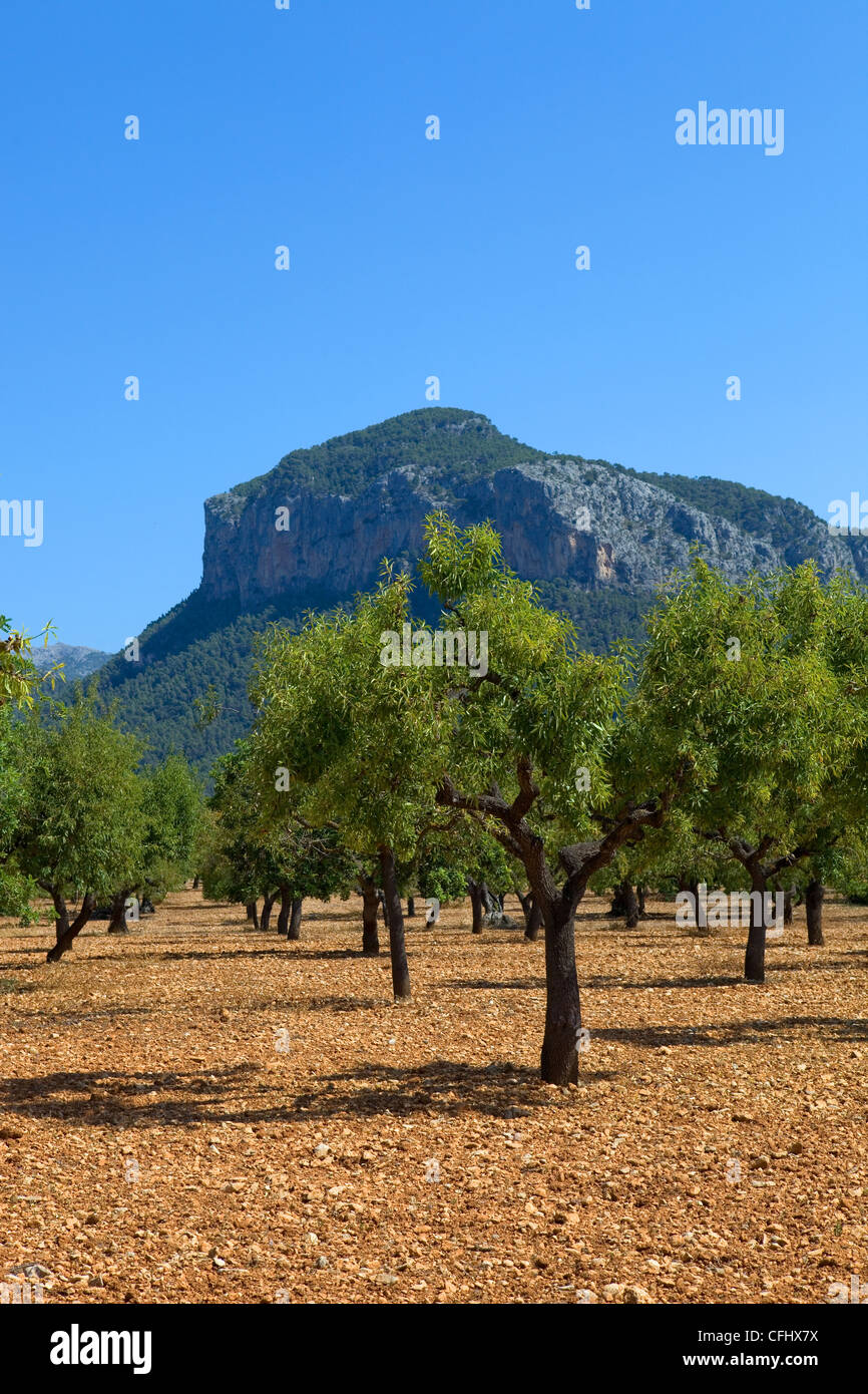 Olive trees from Majorca soil from mediterranean islands of Spain Stock ...