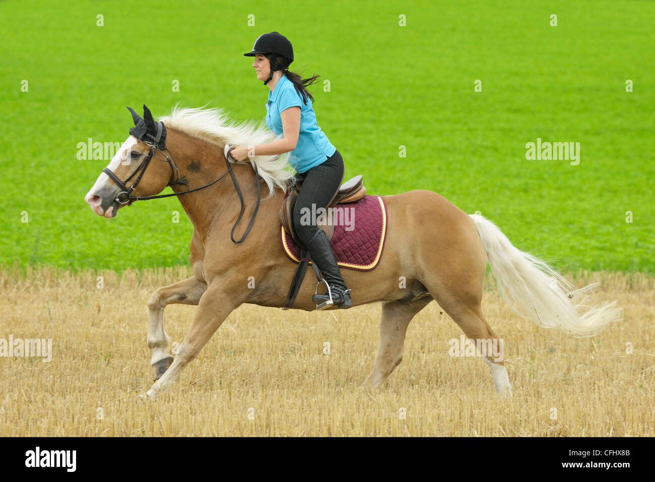 Haflinger Horse In Gallop High Resolution Stock Photography and Images ...