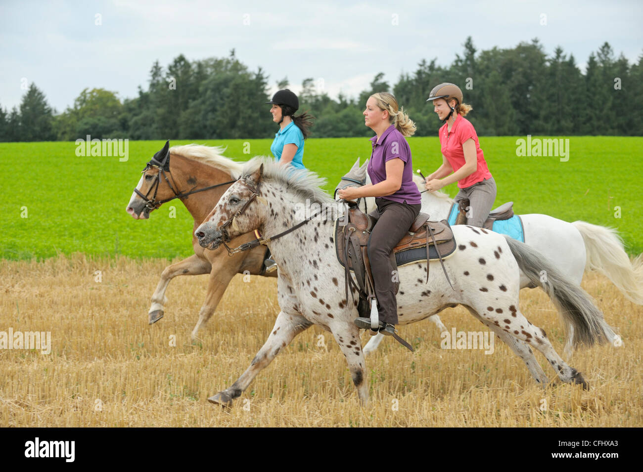 Three young rider on her ponies galloping in a stubble field Stock ...