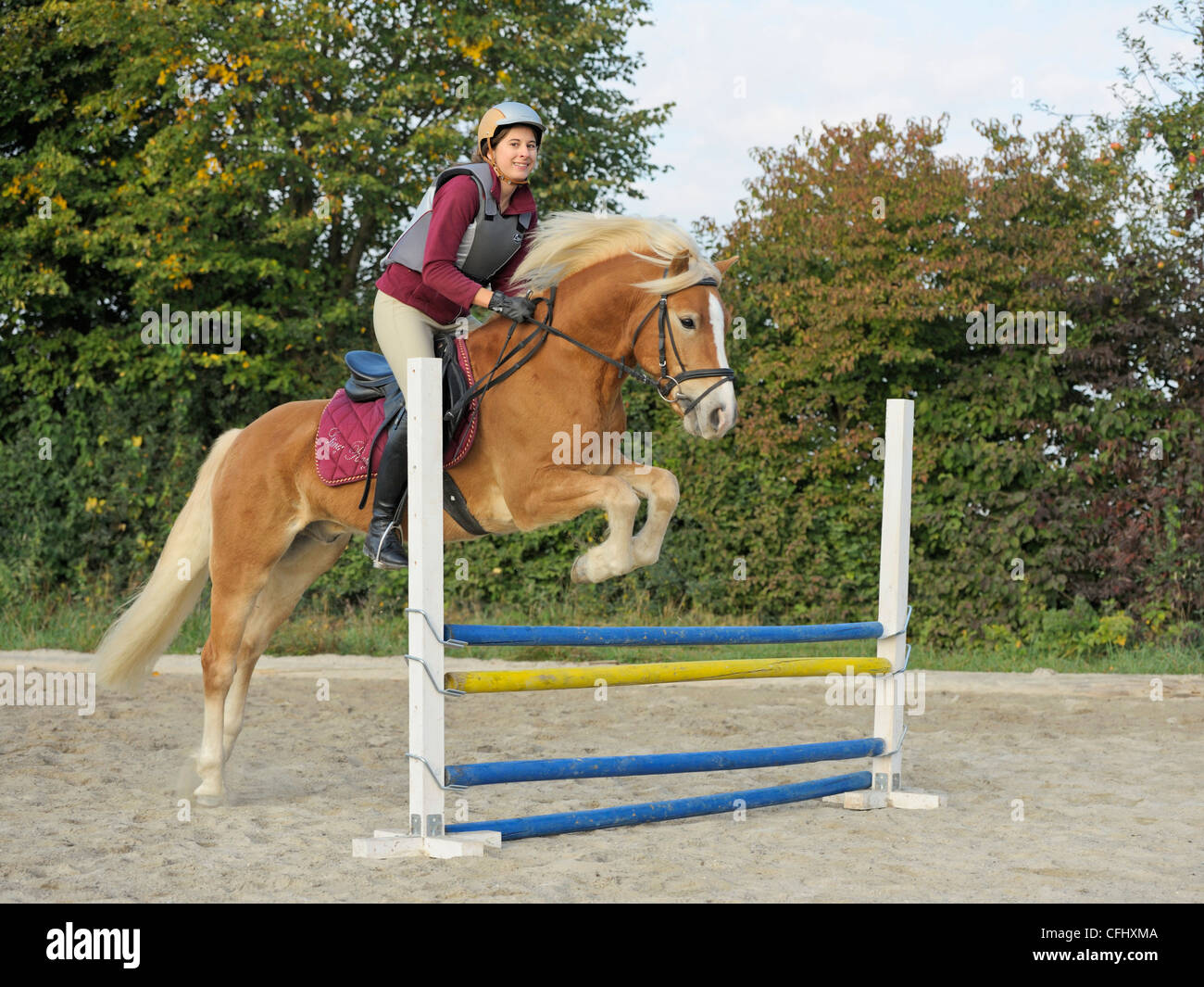 Haflinger horse jumping hi-res stock photography and images - Alamy