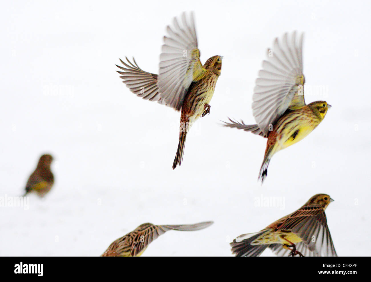 Yellowhammer Flying High Resolution Stock Photography and Images - Alamy