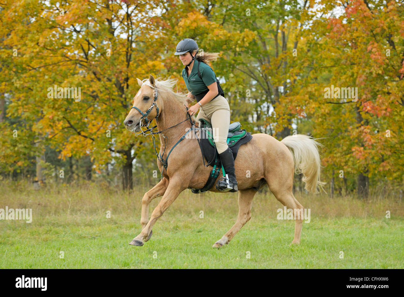 Riding a heavy horse hi-res stock photography and images - Alamy