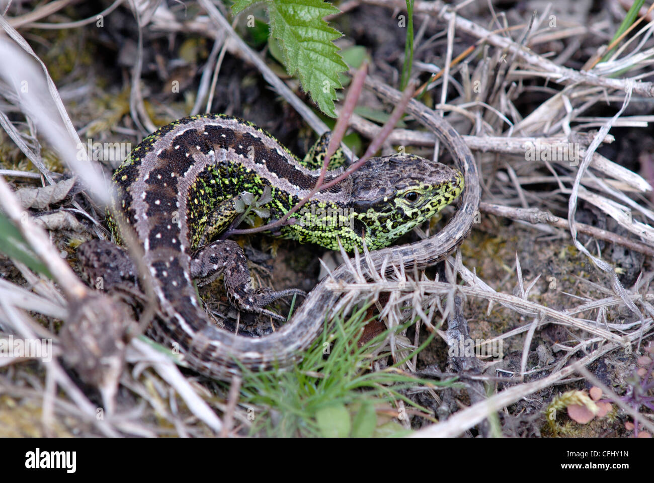 A male sand lizard on heathland UK Stock Photo - Alamy