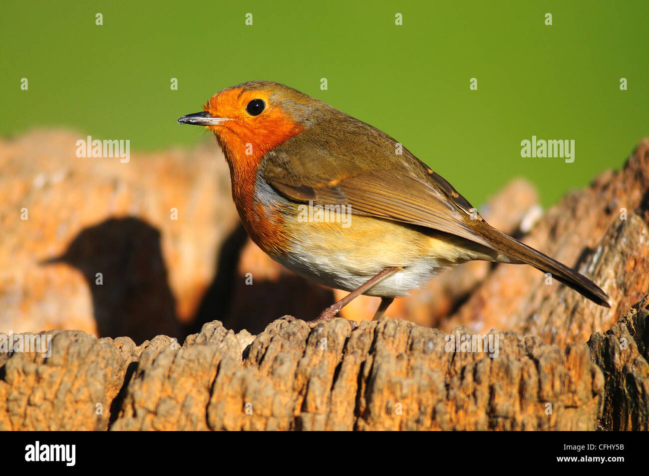 A robin perched on a log in the sunshine UK Stock Photo - Alamy