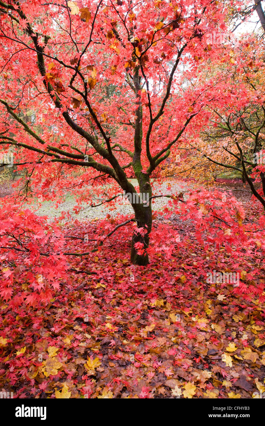 Acer and maple trees in autumnal colours at The National Arboretum at ...