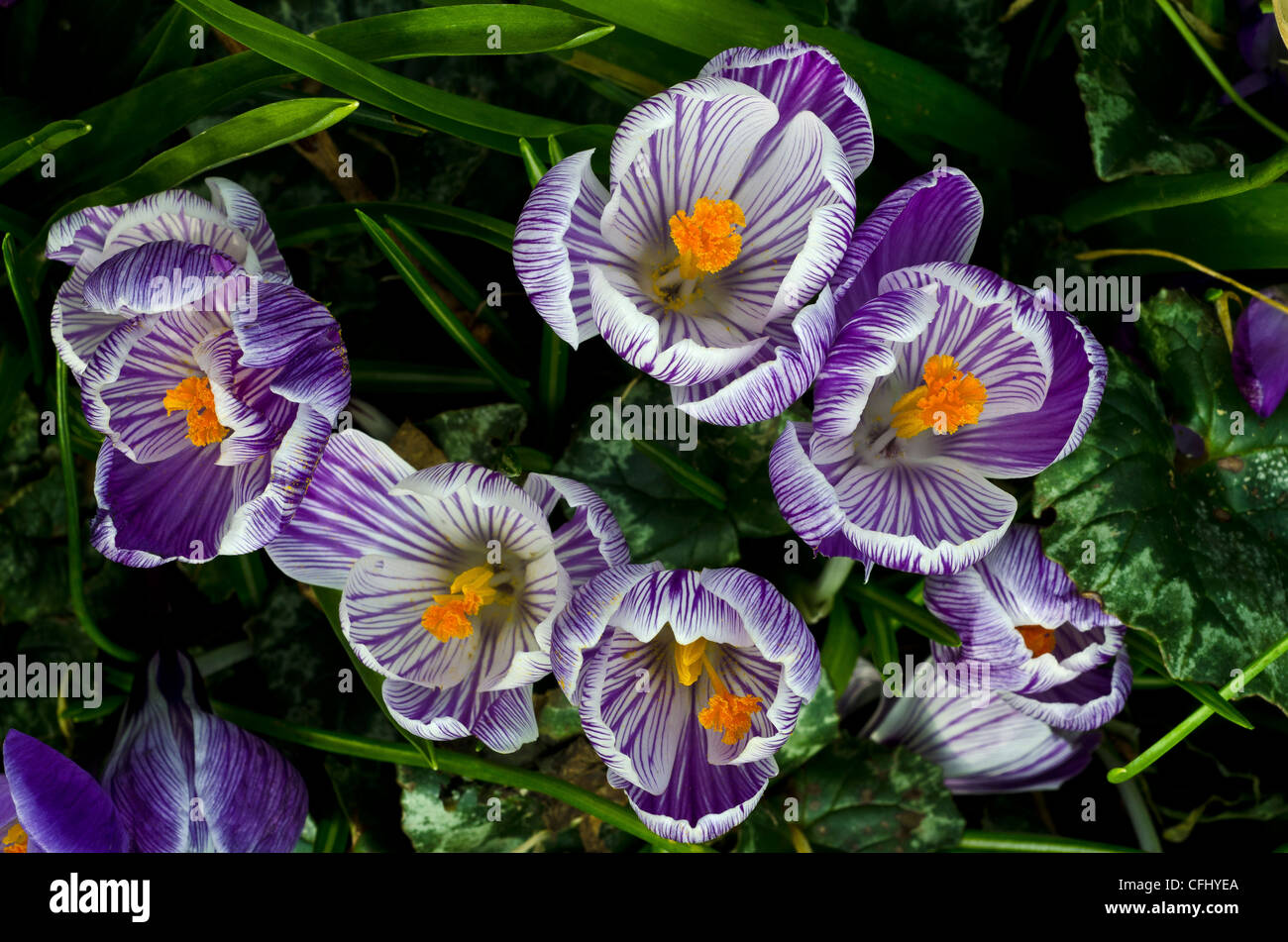 Blue and white stripes hi-res stock photography and images - Alamy