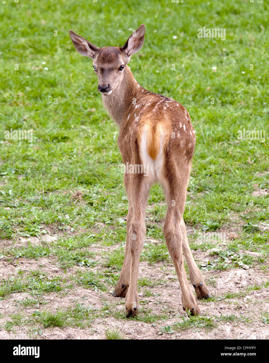 The fawn the hi-res stock photography and images - Alamy