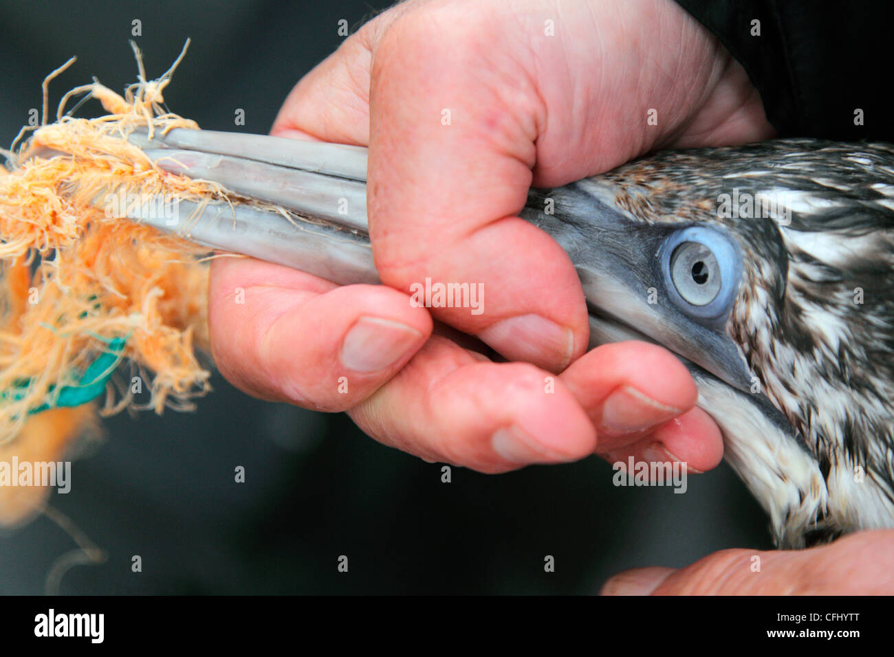 Gannet juvenile with nylon fishing net material blocking the beak ...