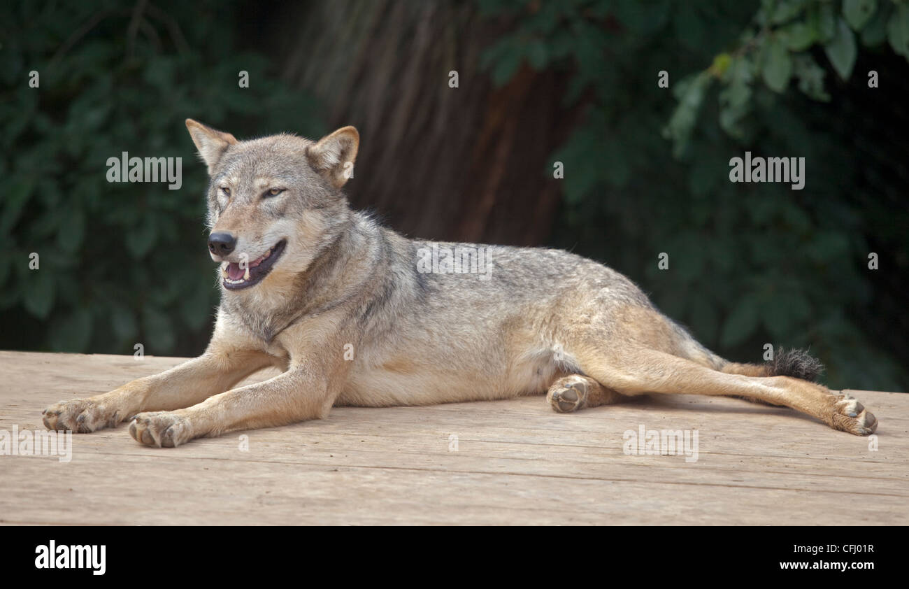 Gray wolf lying hi-res stock photography and images - Alamy