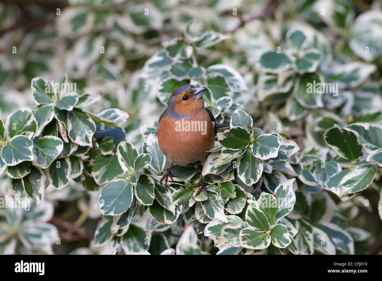 Strong garden shrub hi-res stock photography and images - Alamy