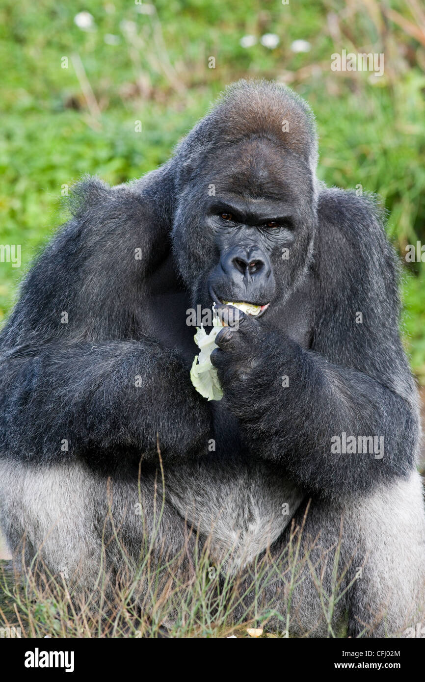 Silverback gorilla eating a meal of cabbage leaves in the zoo Stock ...