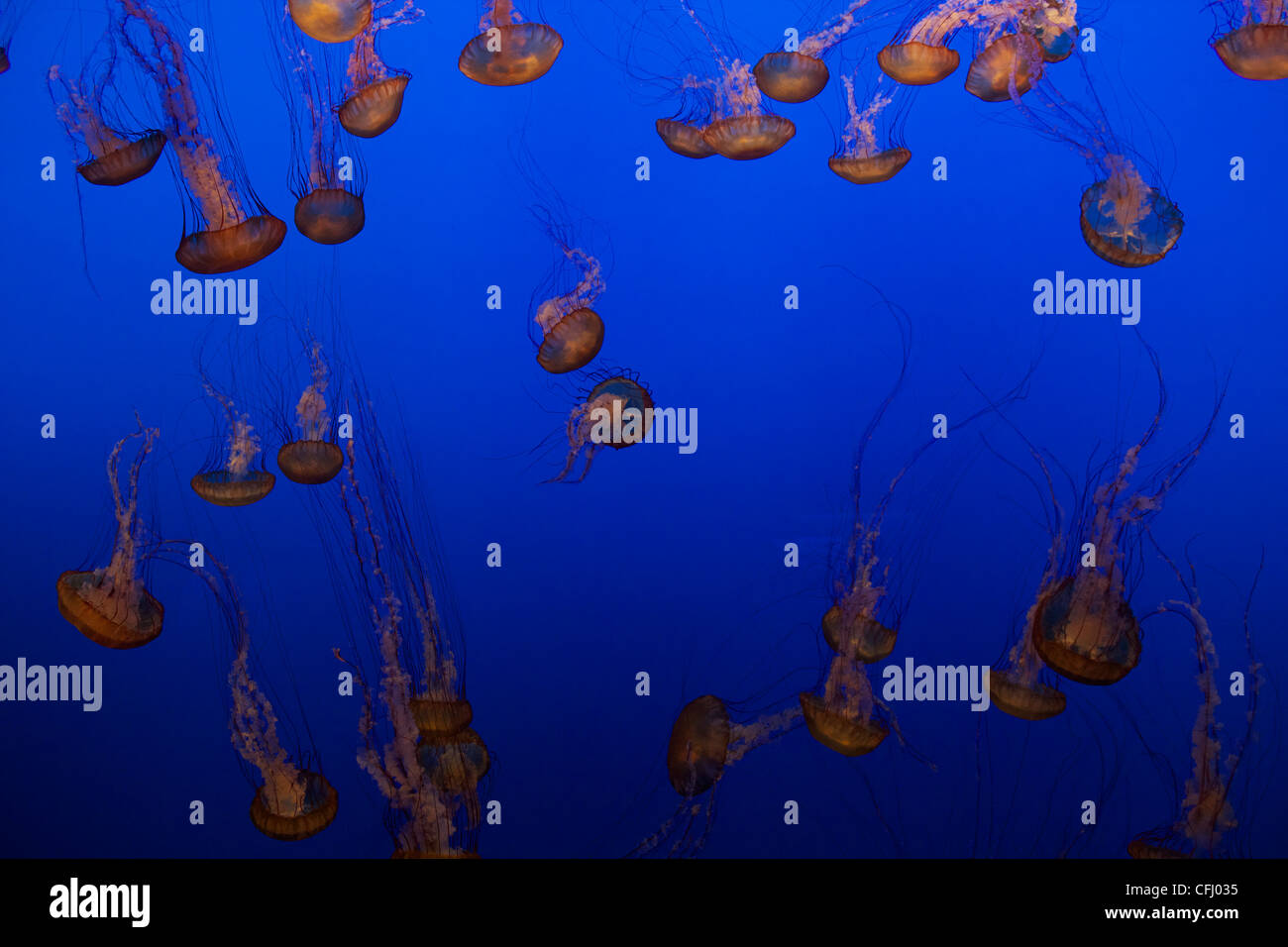 Jellyfish swarm hi-res stock photography and images - Alamy
