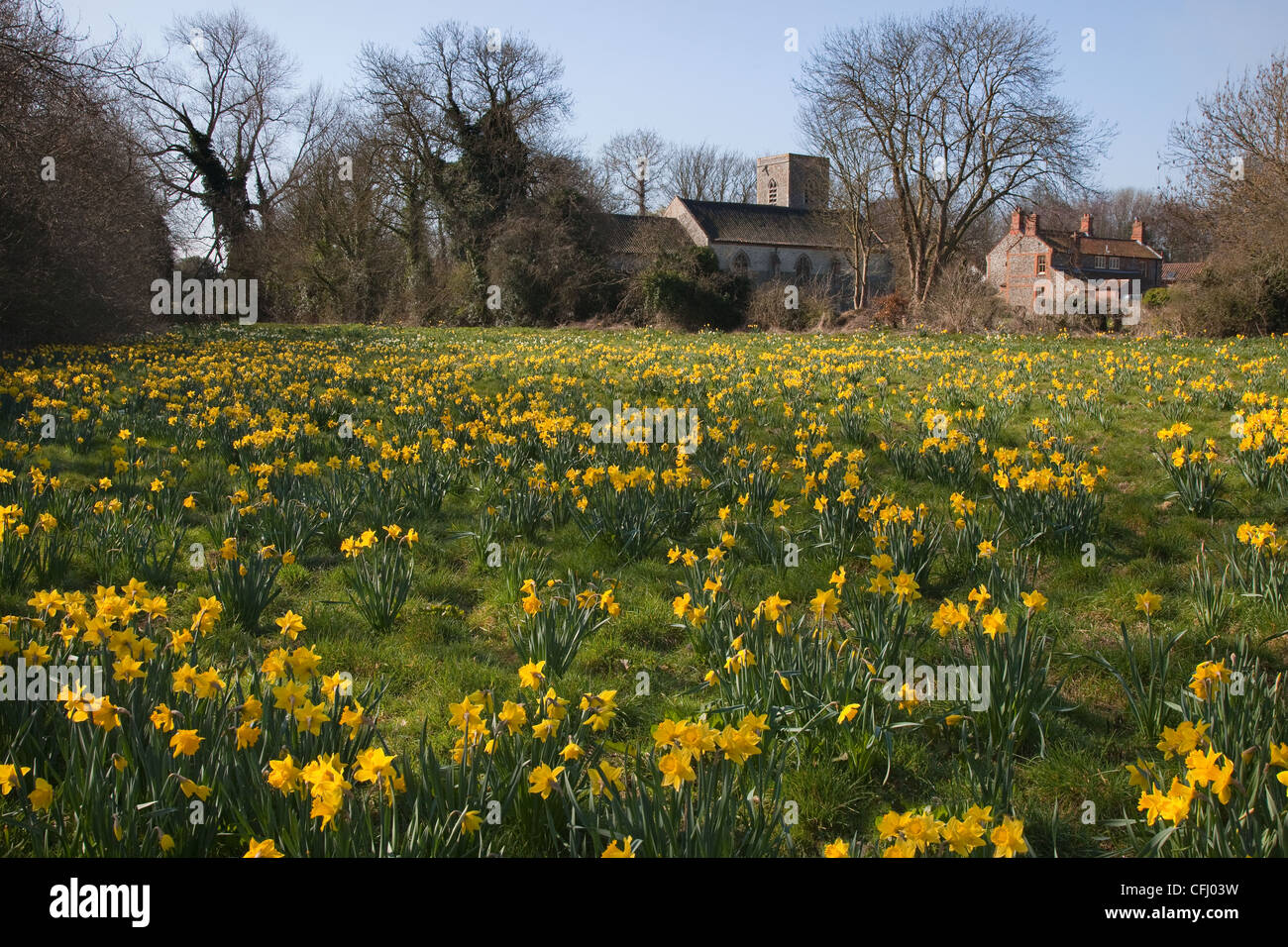 Daffodils Brinton Village Norfolk in Spring Stock Photo - Alamy