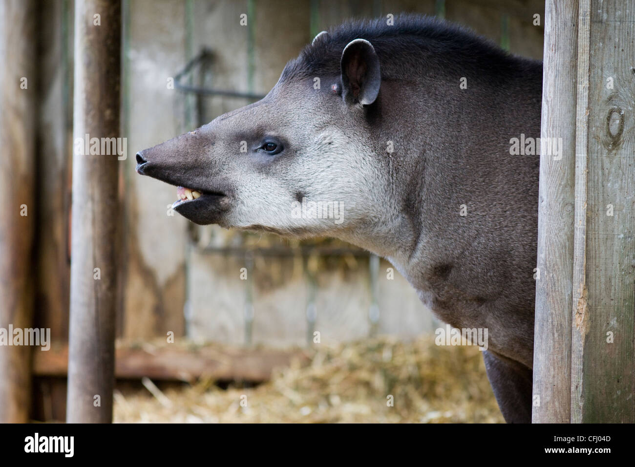 Baring teeth hi-res stock photography and images - Alamy