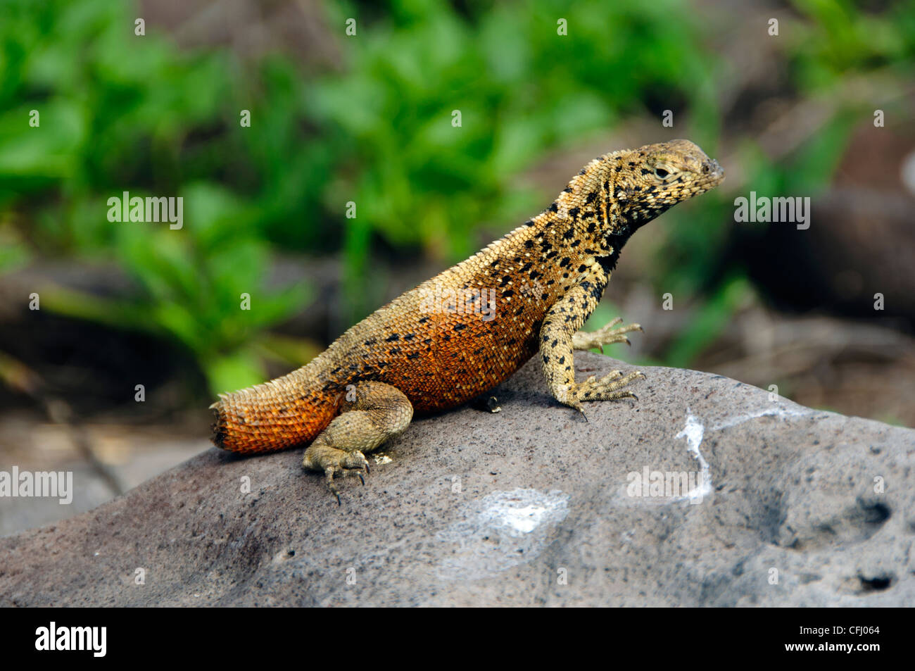 Lizards Regenerate Their Tails