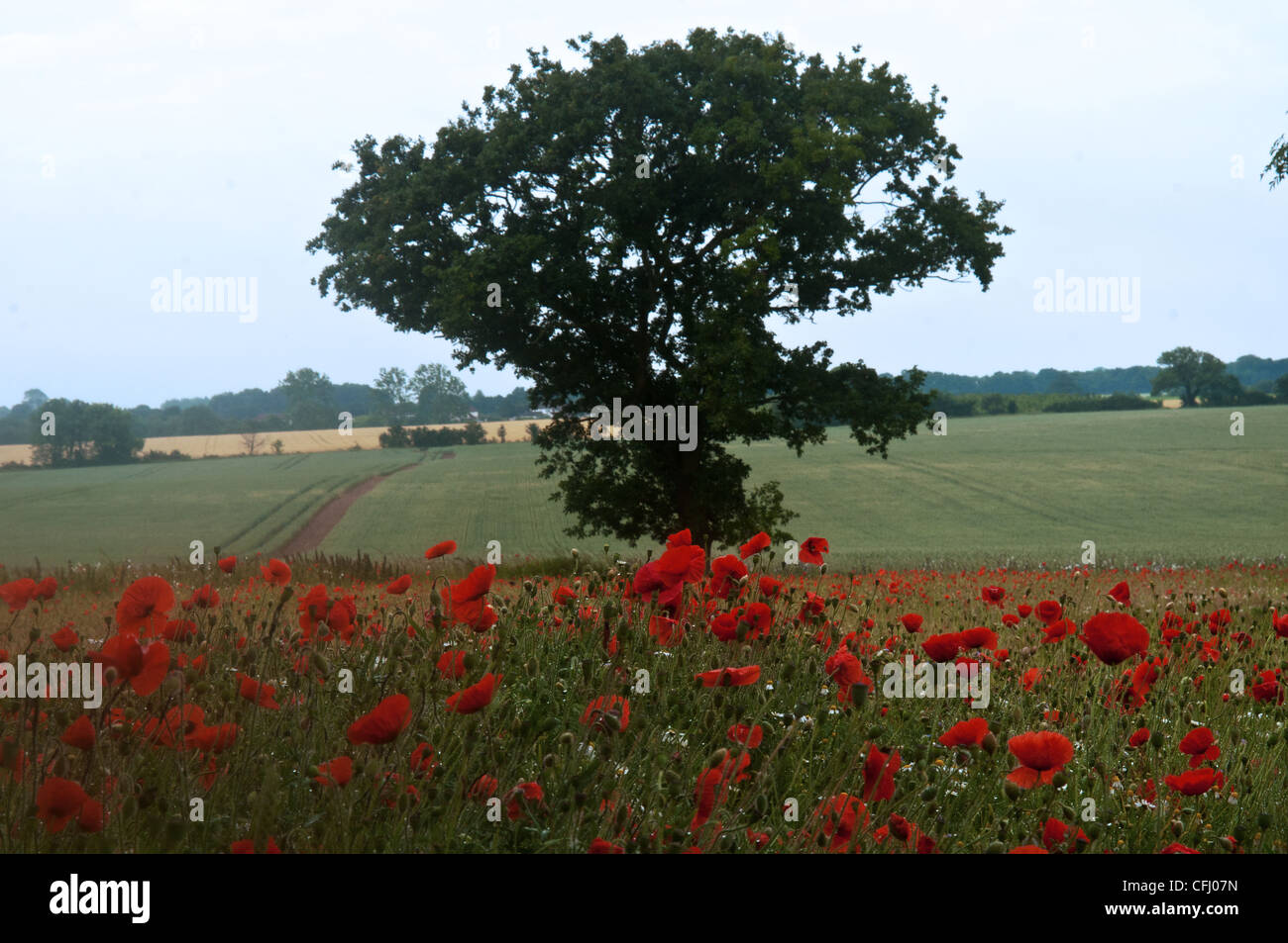 Poppies and tree hi-res stock photography and images - Alamy