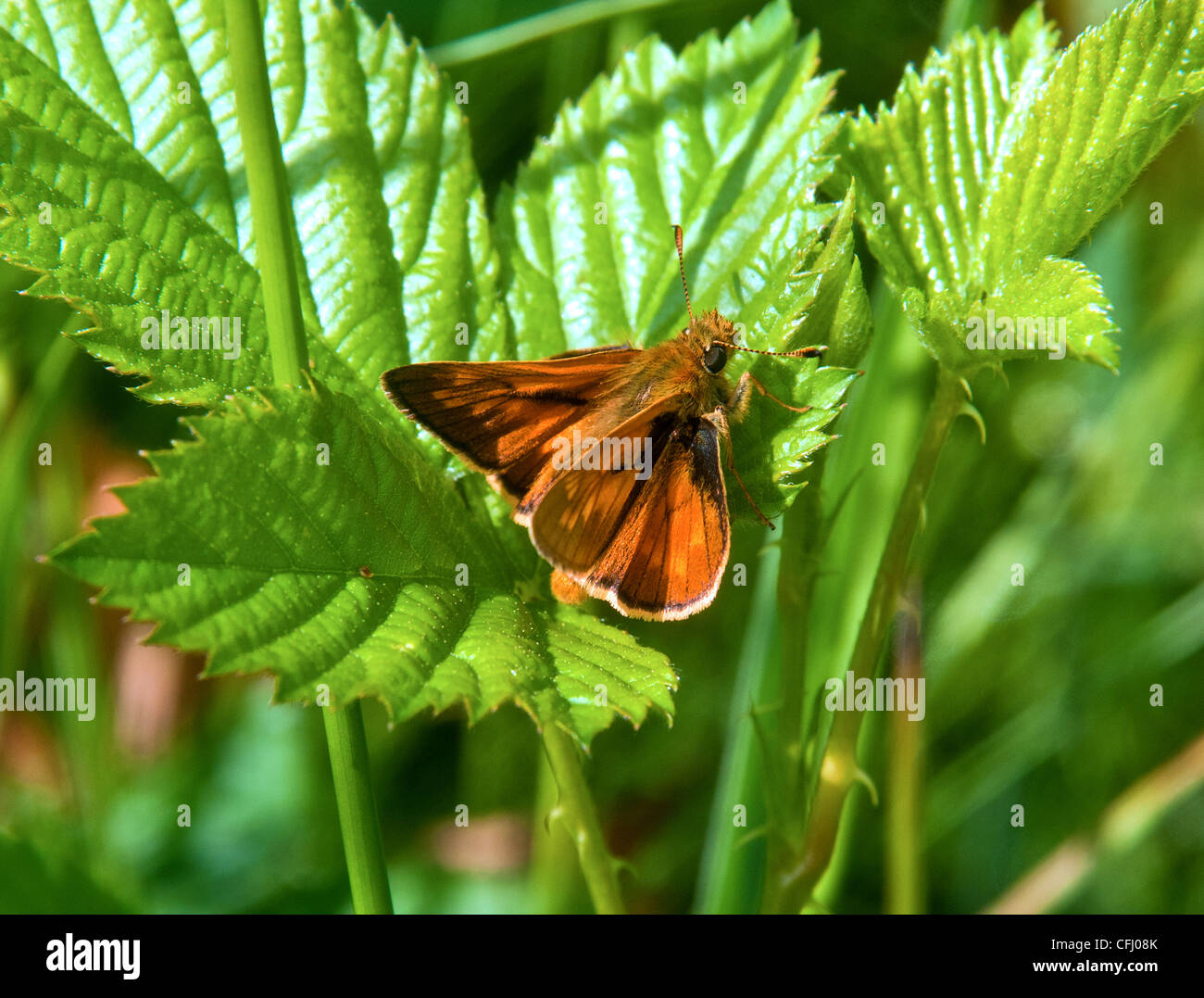 butterflies small skipper Stock Photo - Alamy