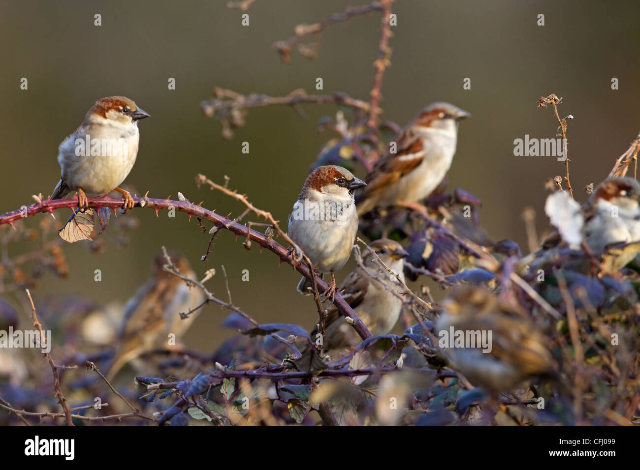 Sparrow farm hi-res stock photography and images - Alamy
